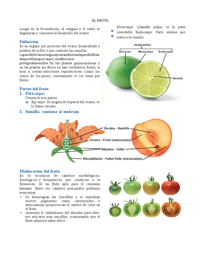 Definición: El Fruto | PDF | Fruta | Agricultura
