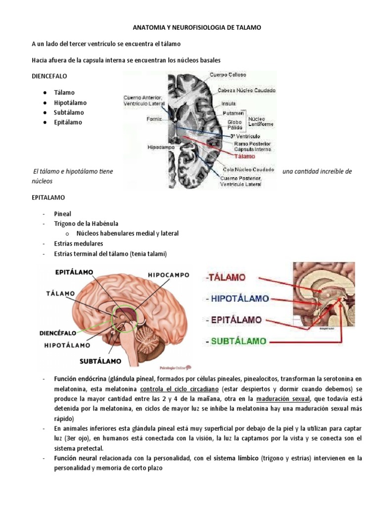 Anatomia y Neurofisiologia de Talamo | PDF | Sistema nervioso | Cerebro