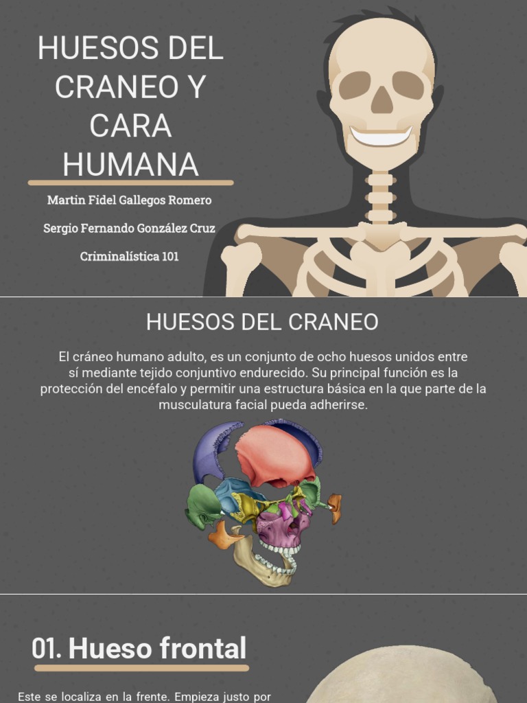 Huesos Del Craneo y Rostro | Download grátis PDF | Cráneo | Anatomía humana
