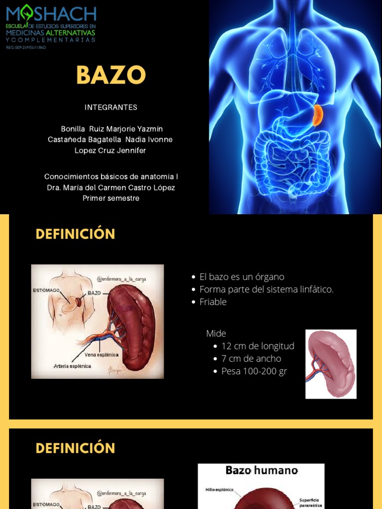 Anatomía y funciones del bazo humano | PDF