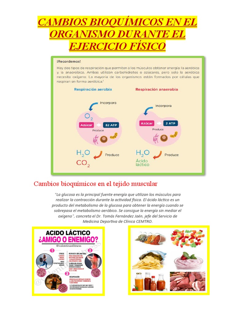 Cambios Bioquímicos en El Organismo Durante El Ejercicio Físico | PDF ...