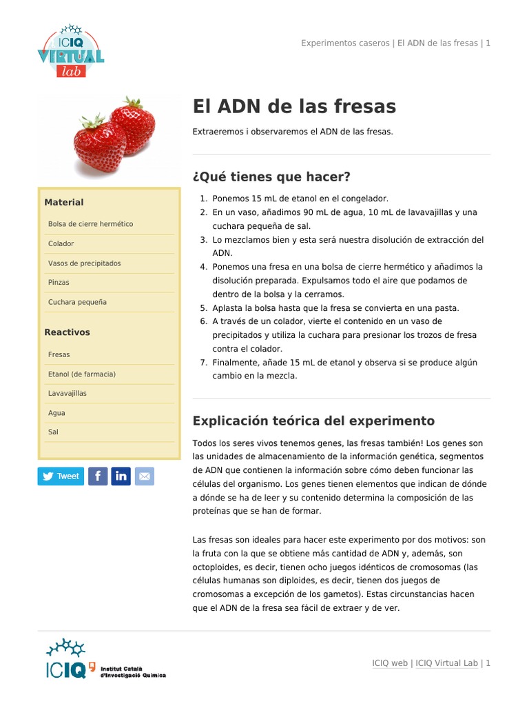 El ADN de Las Fresas | PDF | Adn | Biología Celular)