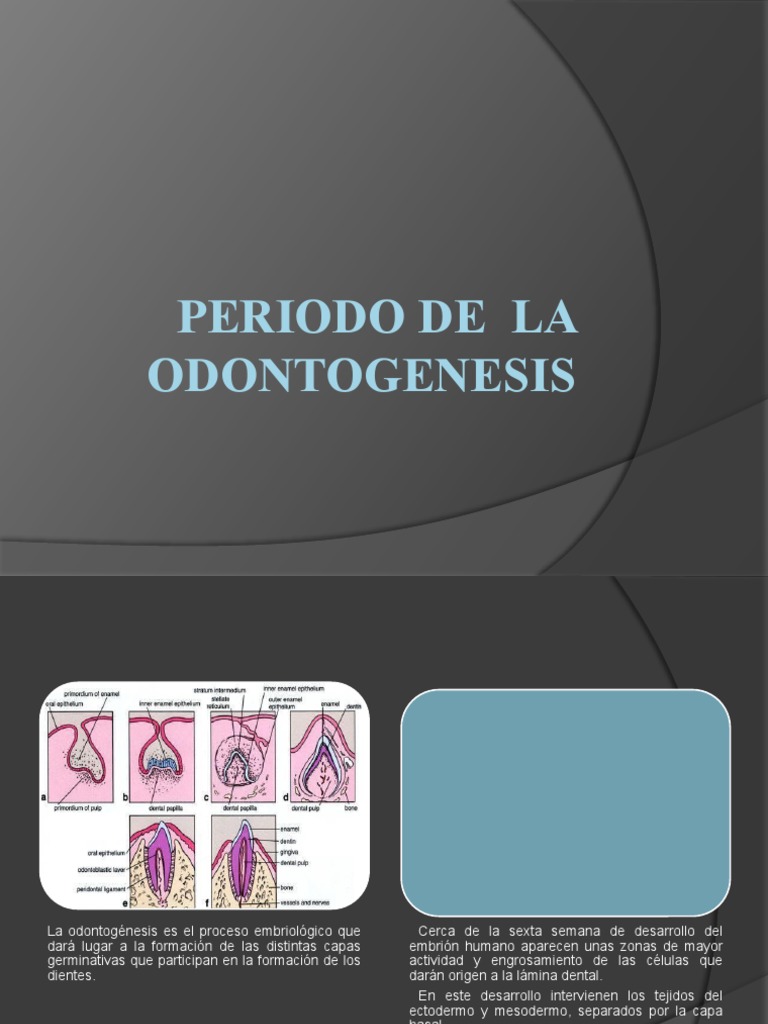 Periodo de La Odontogenesis | PDF | Diente | Epitelio
