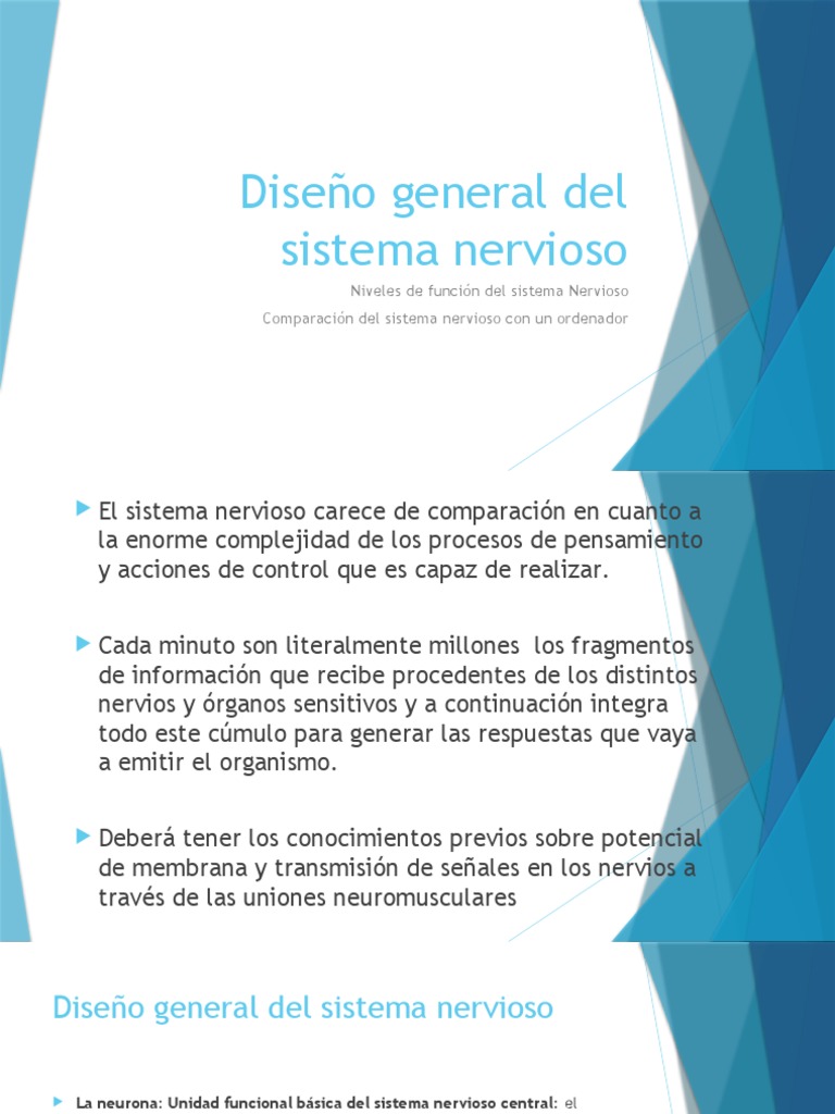 01 Diseño General Del SNC | PDF | Sistema nervioso | Neurona