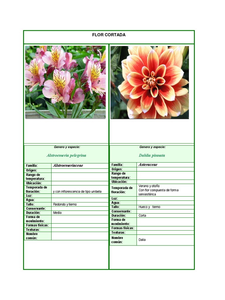 Fichas Botánicas de Flores Comunes | PDF | Flores | Orchidaceae