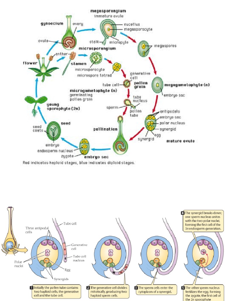 Pembuahan Ganda | PDF
