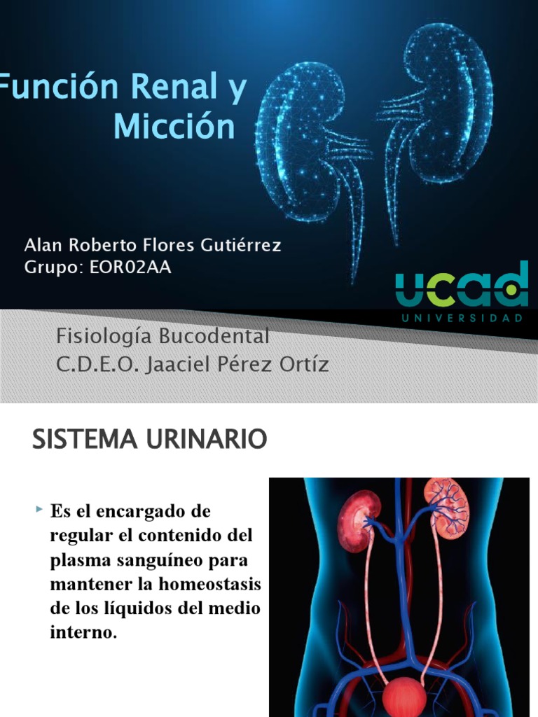 Expo Función Renal y Micción | PDF | Riñón | Sistema urinario
