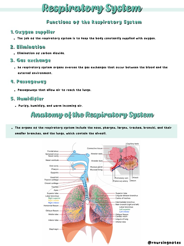 Respiratory System | PDF | Lung | Respiratory Tract