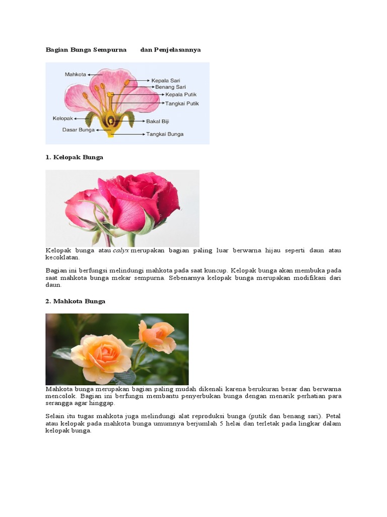 Bagian Bunga Dan Penjelasannya HK | PDF