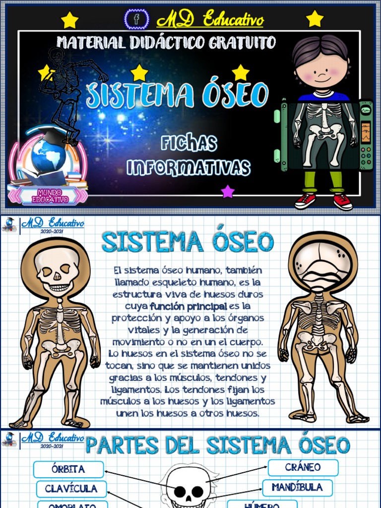 Fichas Del Sistema Oseo | PDF | Esqueleto | La columna vertebral
