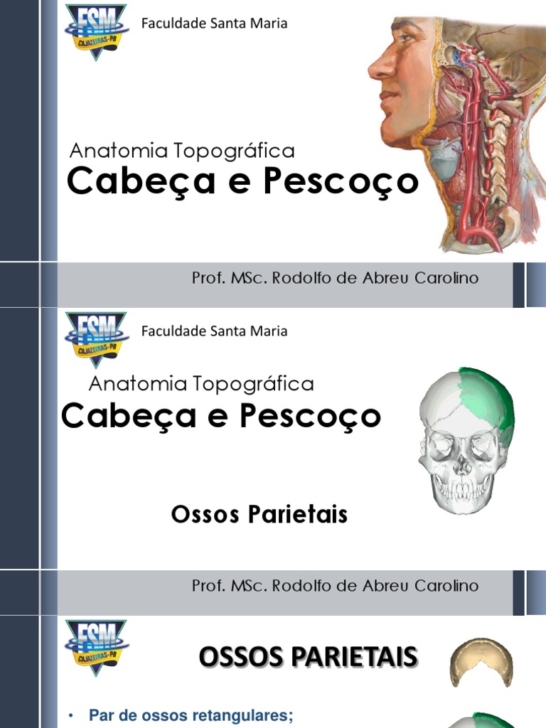 AULA 4 - Parietal e Occipital | PDF | Anatomia | Anatomia humana