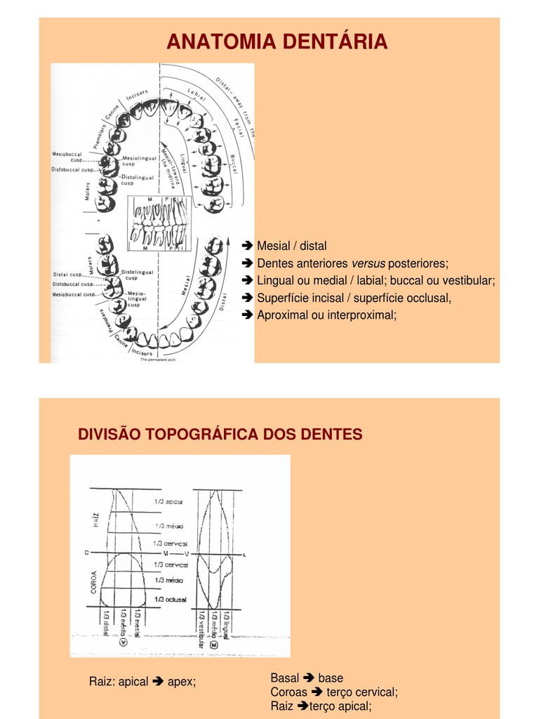 Noções Anatomia Dentária | PDF | Dente | Áreas da odontologia