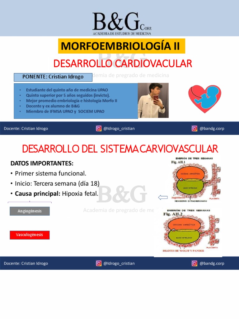 1 CLASE MORFOEMBRIO2 Generalidades, Angio, Vasculo | PDF | Corazón ...