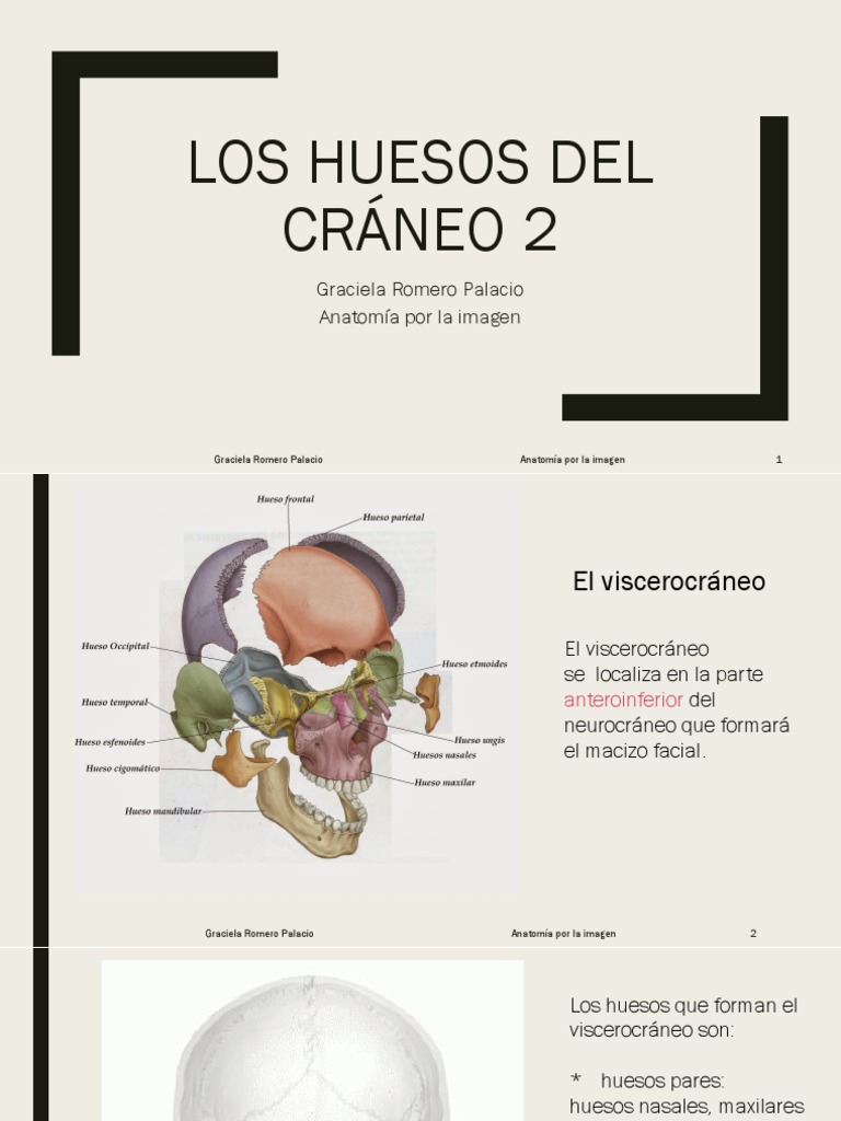 Los Huesos Del Cráneo 2 | PDF | Cabeza y cuello humanos | Anatomía humana