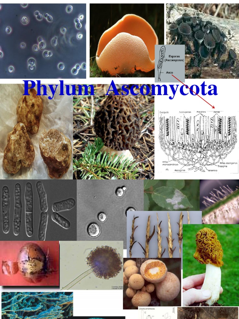 C13. Ascomycota | Descargar gratis PDF | Hongo | Micología
