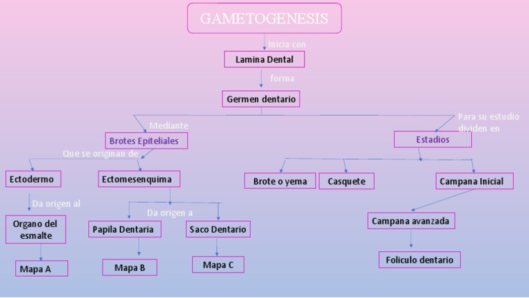 Mapa Mentar Gametogenesis | PDF
