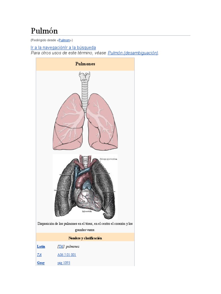 Pulmón | PDF | Pulmón | Anatomía