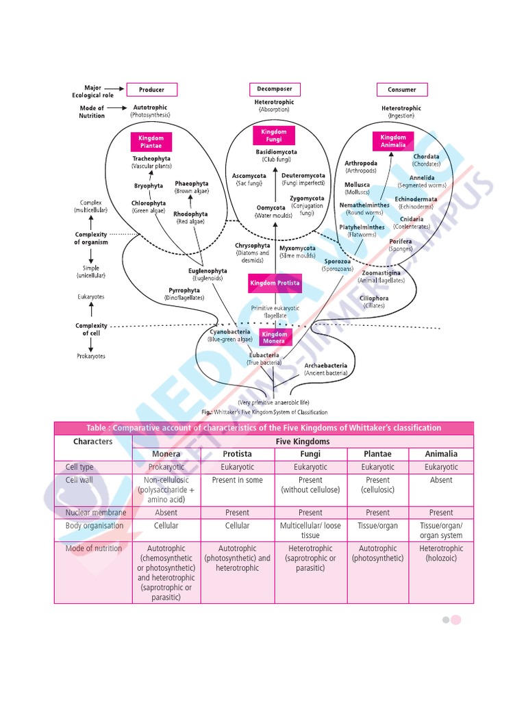 Cyclic And Noncyclic Photophosphorylation Concept Map