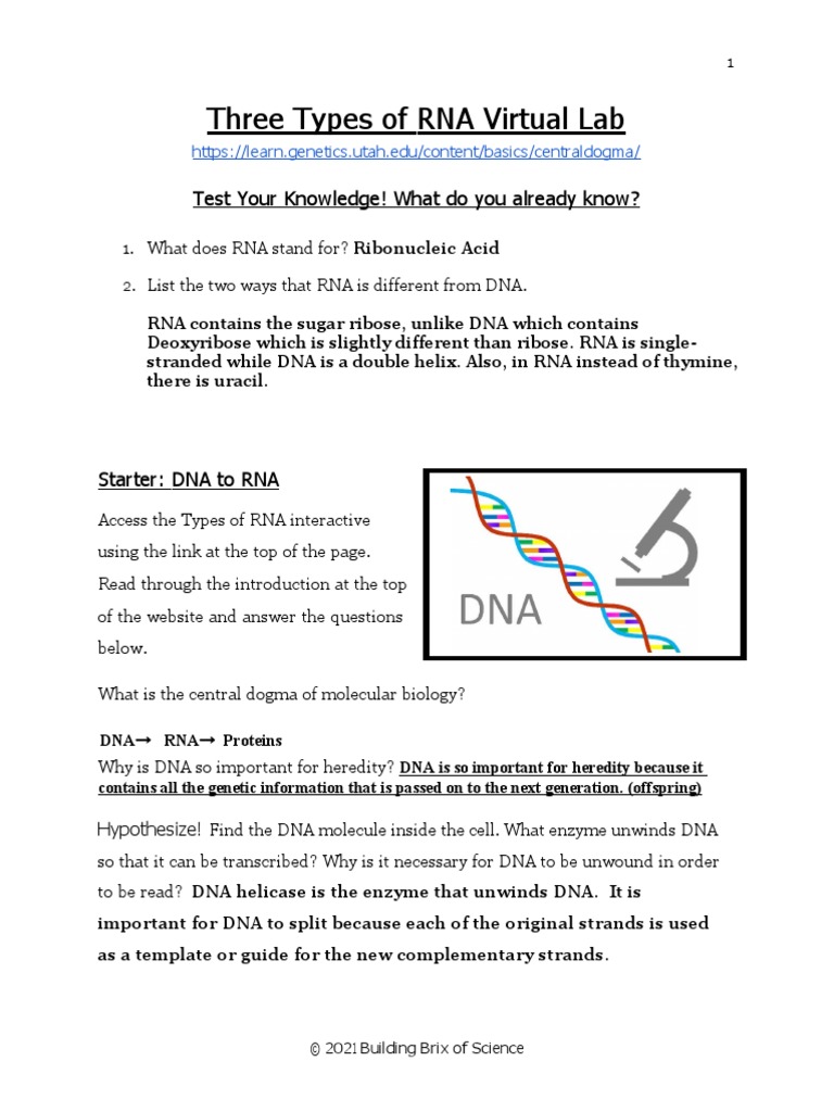 Types of RNA-Worksheet Omar Ibrahim | PDF | Rna | Ribosomal Rna