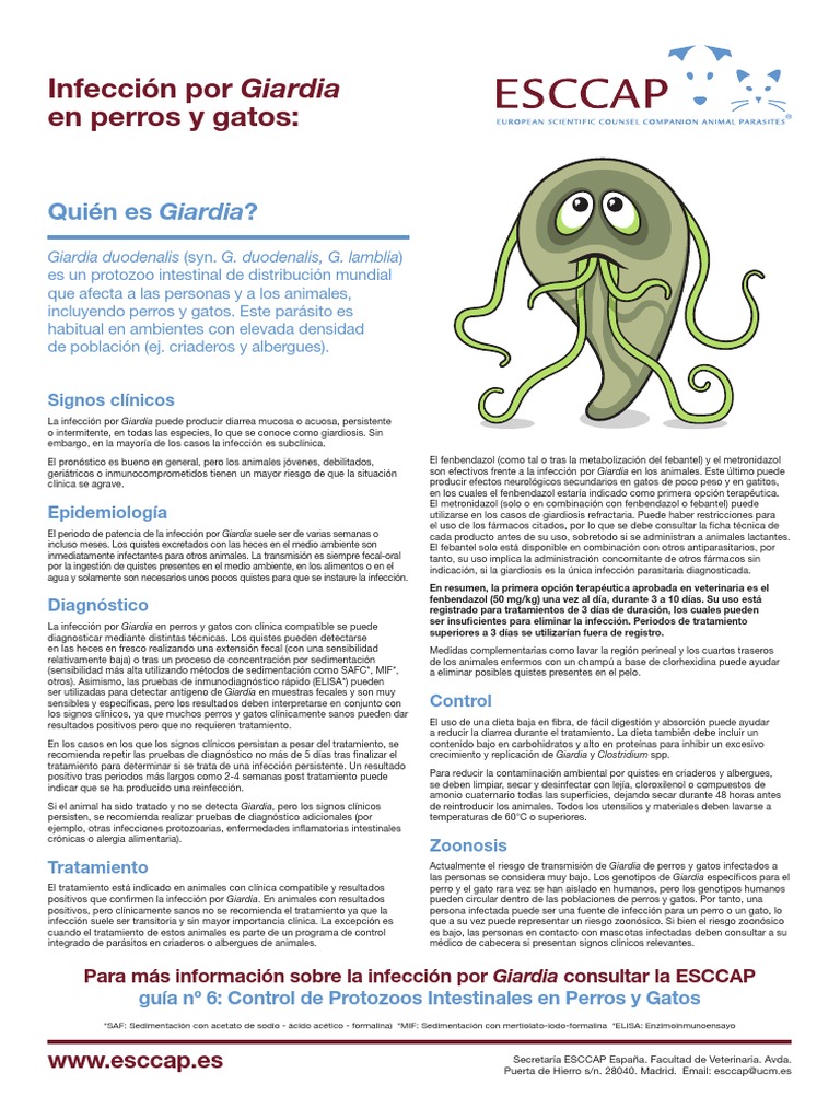 Cdikjk78 1056 ESCCAP Giardia Fact Sheet Spanish v2 | PDF | Gatos ...