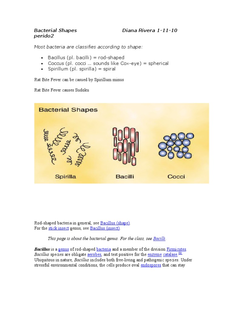 Bacterial Shapes Explained | PDF | Science & Mathematics