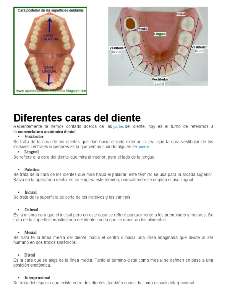 Diferentes Caras Del Diente | PDF | Odontología | Anatomia dental