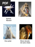 Caras y Anatomía de los Dientes | PDF | Odontología | Anatomia dental