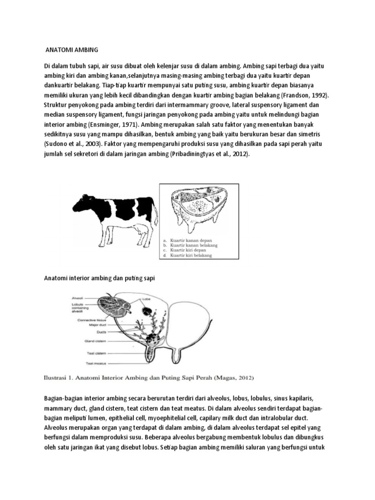 Anatomi Ambing Dan Mekanisme | PDF