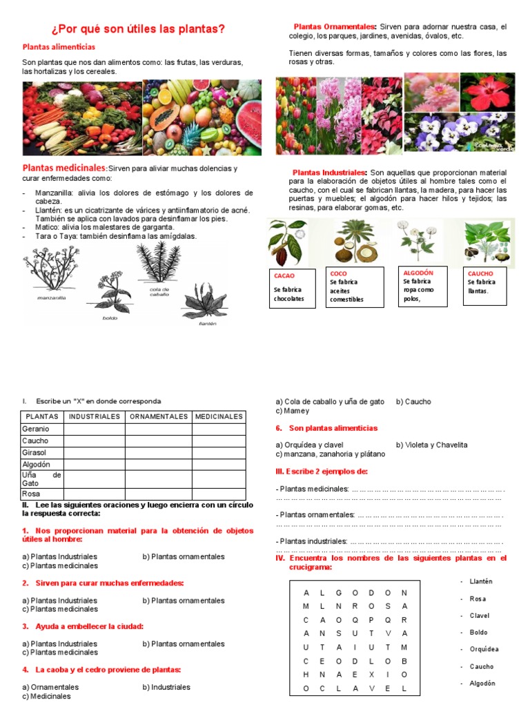 Ficha-Lunes 5-Ciencia-Utilidad de La Planta | Descargar gratis PDF ...
