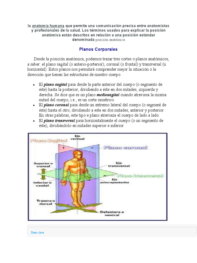 Cortes Anatomicos | PDF | Términos anatómicos de ubicación | Morfología ...