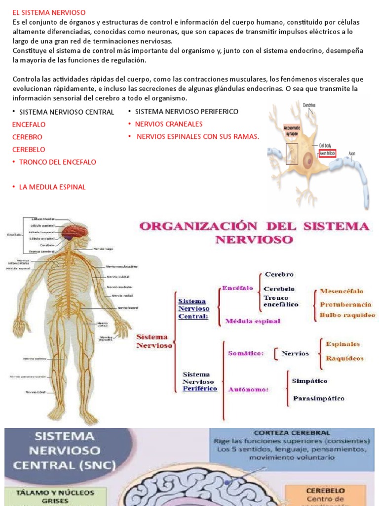 Funciones y Estructura del Sistema Nervioso | PDF | Cerebro | Sistema nervioso