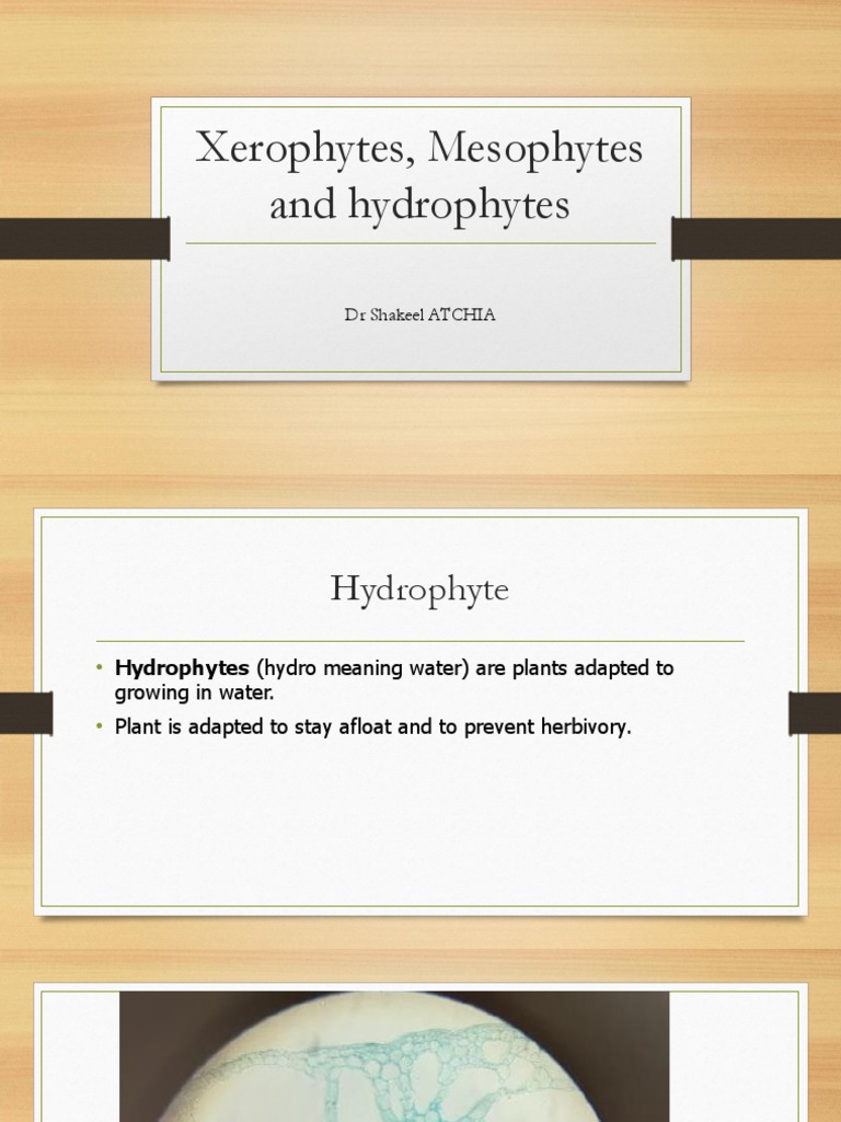 Xerophytes, Mesophytes and Hydrophytes | PDF