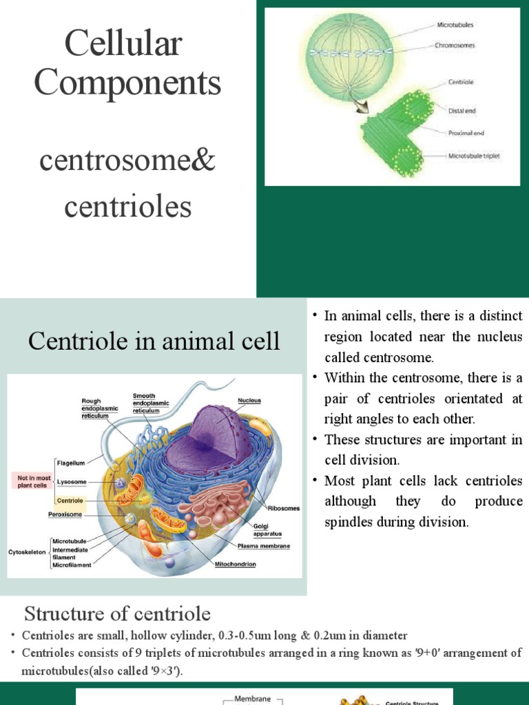 Centrosome and Centrioles | PDF