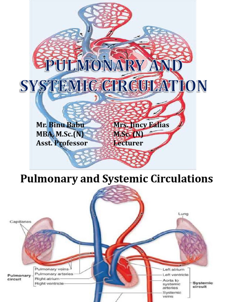 Understanding Pulmonary and Systemic Circulation | PDF | Religion ...