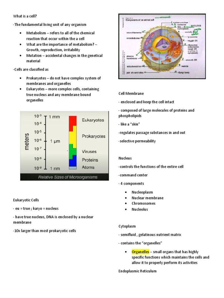 Cell | PDF | Cell (Biology) | Cytoplasm
