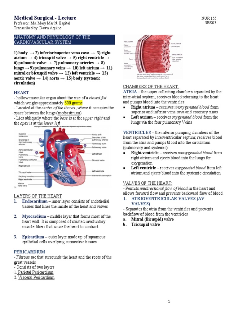 Cardiovascular System Overview | PDF | Heart | Heart Valve