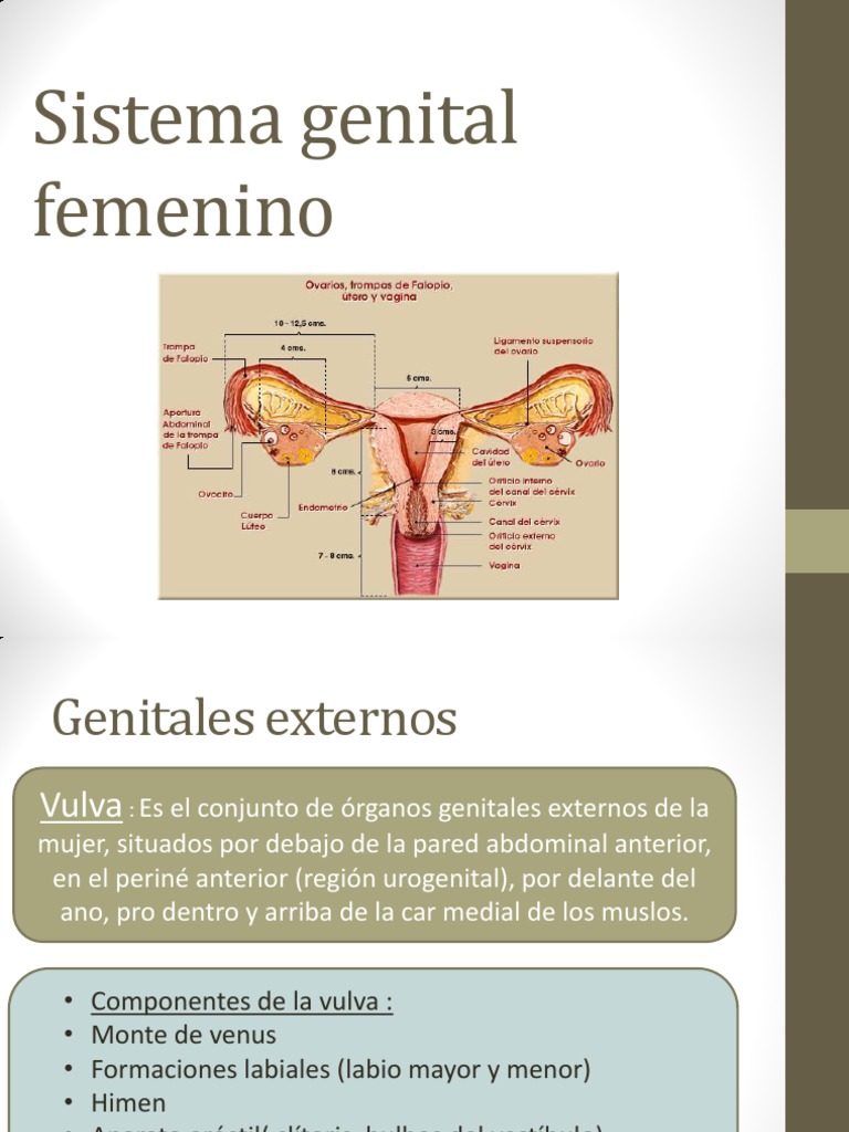 Sistema Femenino | PDF | Pelvis | Sistema Reproductor Femenino Mamífero