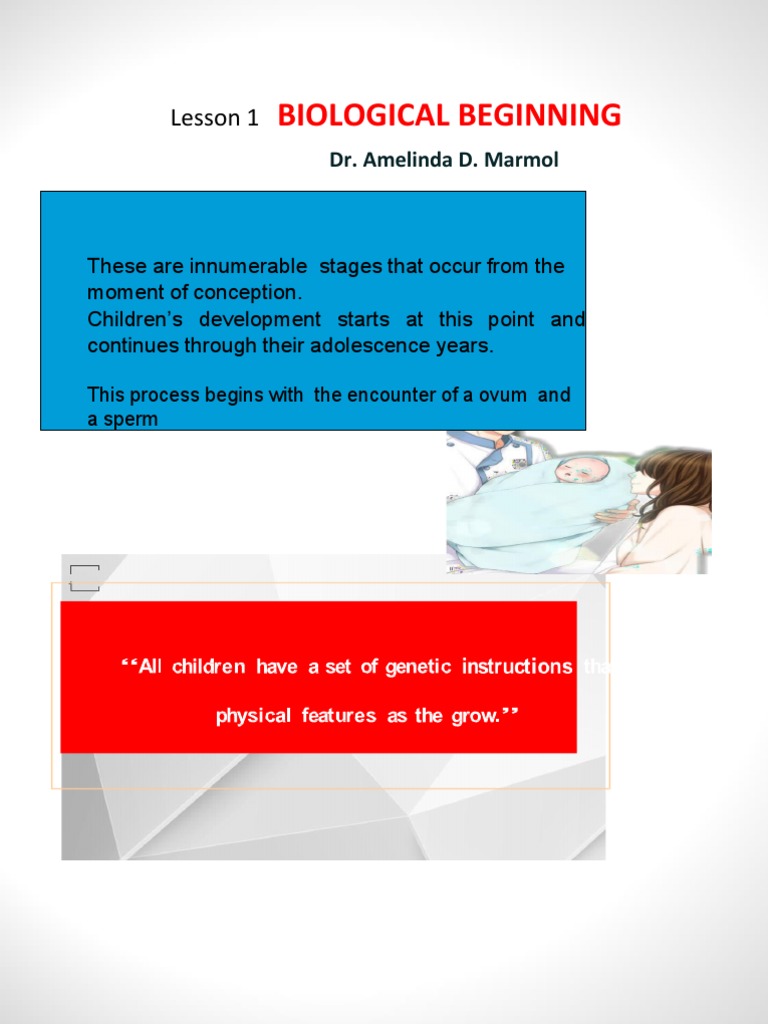 Biological Beginnings | PDF | Prenatal Development | Fertilisation