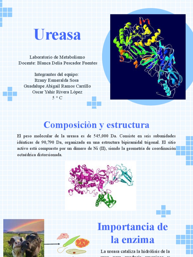 Caracterización y estudio cinético de la enzima ureasa | PDF | Enzima ...