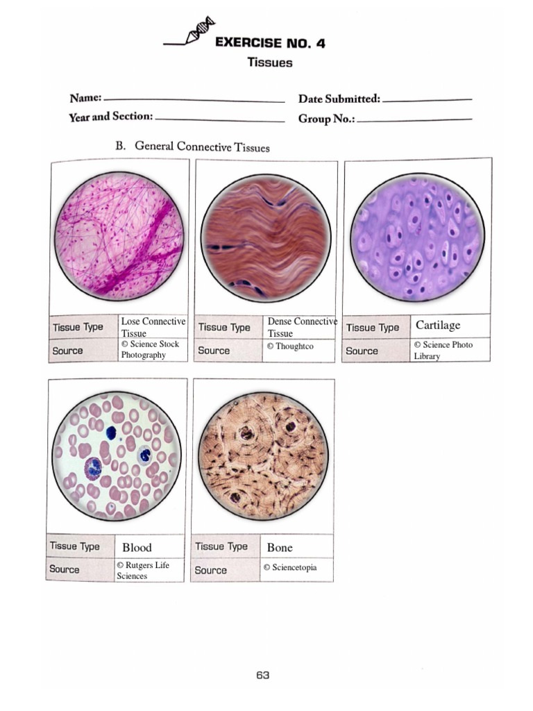 Bercadez, Ma. Benita GROUP 1 - BSN 1 I - Laboratory Exercise No. 4 5 | Download Free PDF ...