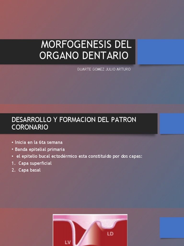 Morfogenesis Del Organo Dentario | PDF | Epitelio | Dentina