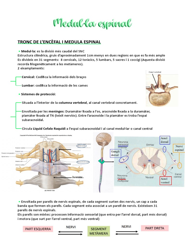 T3 Medul·La Espinal | PDF