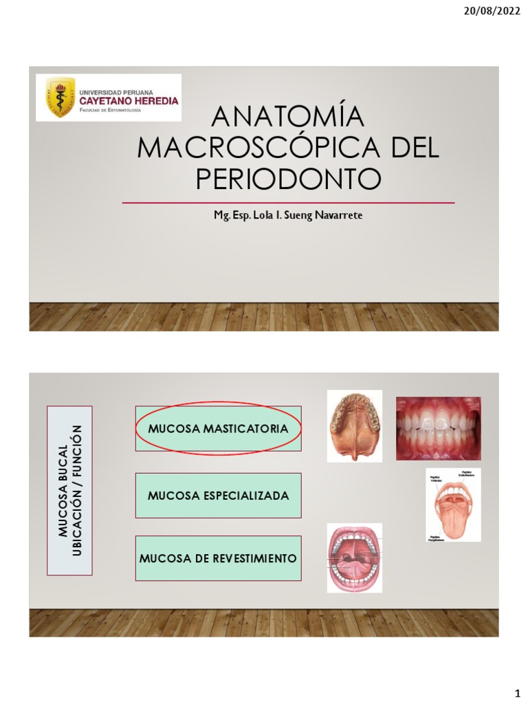 Anatomía Del Periodonto | PDF | Anatomia dental | Morfología (biología)