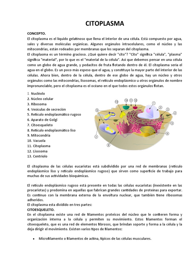 Cito Plasma | PDF | Citoplasma | Ribosoma