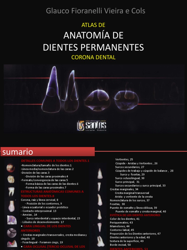 Anatomia de Dientes Permanentes | PDF | Odontología | Ramas de Odontología
