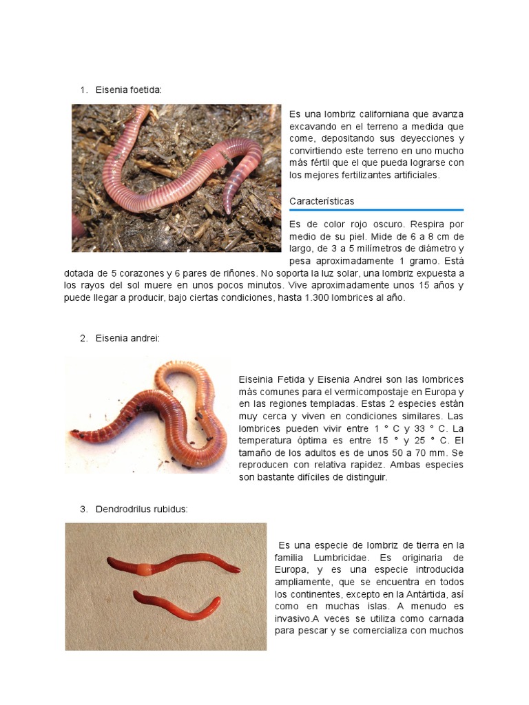 Comparativa de lombrices de tierra | PDF