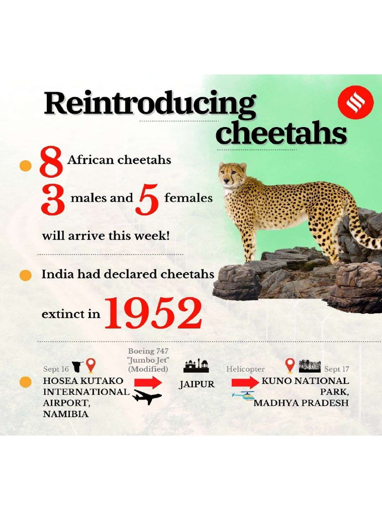 Cheetah 1 | PDF