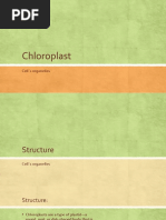 Chloroplast Labelled A Level Diagram | PDF | Chloroplast | Cell (Biology)