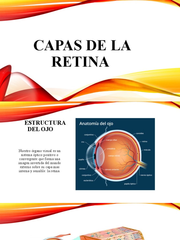 Capas de La Retina | Descargar gratis PDF | Retina | Percepción visual