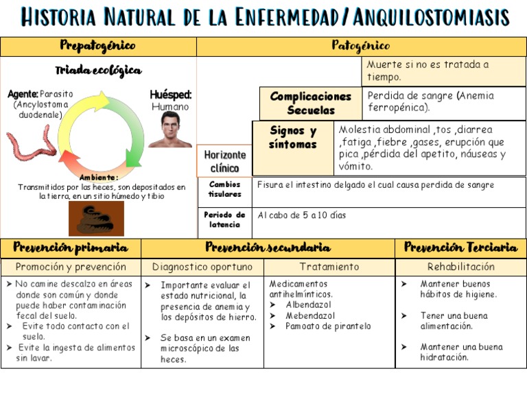 Historia Natural de La Enfermedad Del Anquilostomas | PDF | Heces | Diarrea
